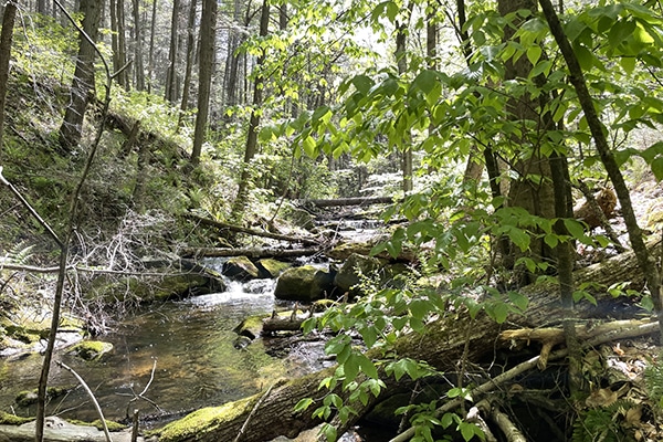 Hiking the Mohawk Trail | Average Hiker