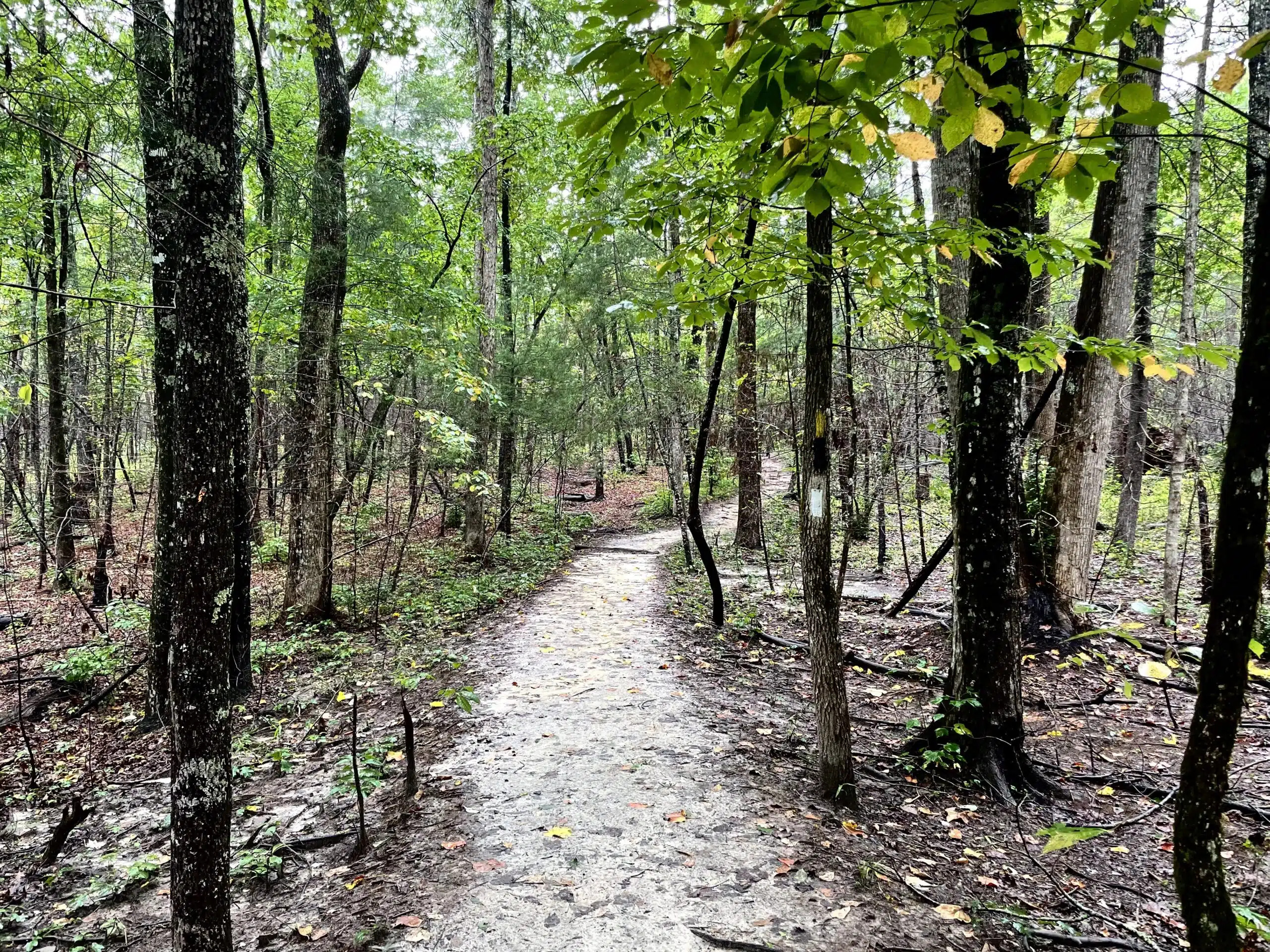 Day One on the Foothills Trail | Average Hiker